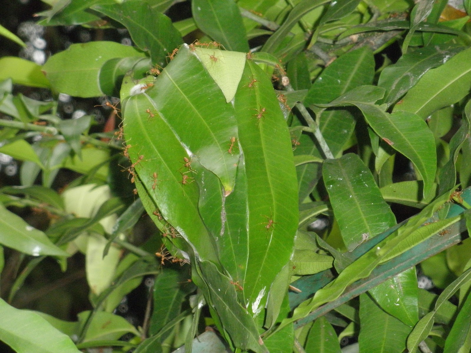 Trees, Plants & more: Fire ants