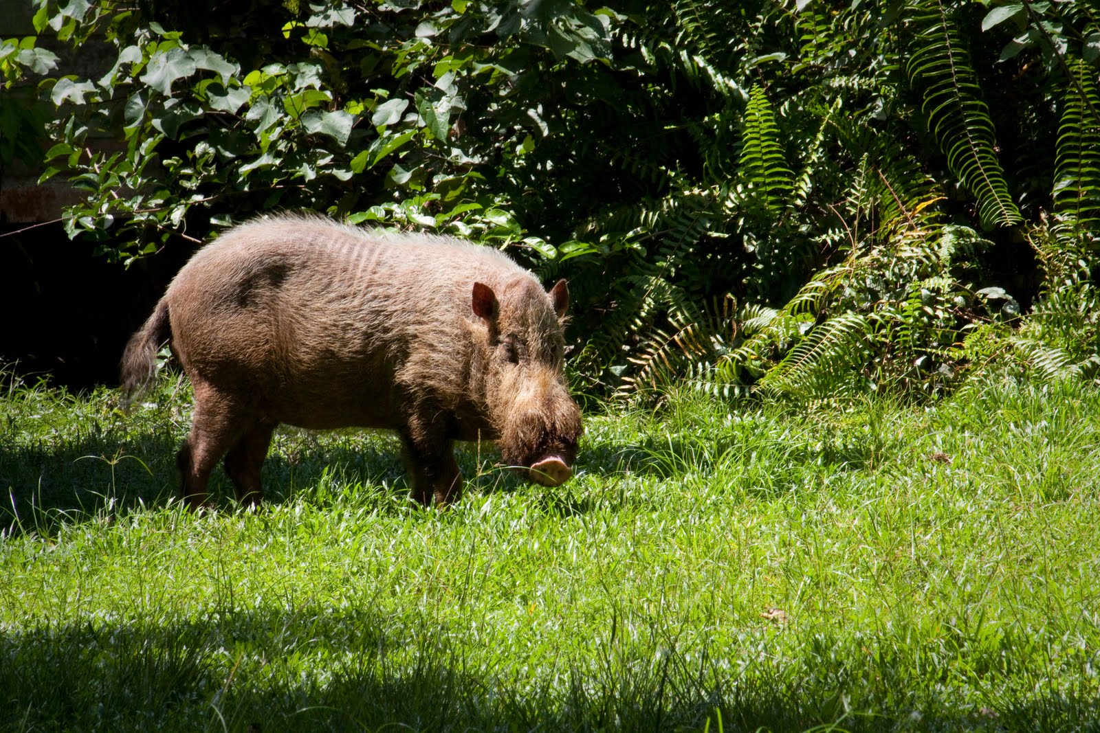 Wizz and Tom's Big Trip: Hello Borneo!