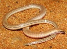 Reptile Pet: Legless Lizard Identified as New Species