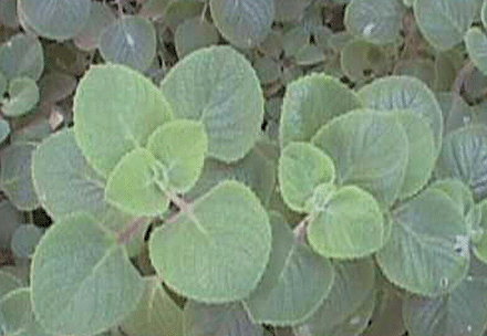 Dari Koleksi Angah Rohani: Lemuju