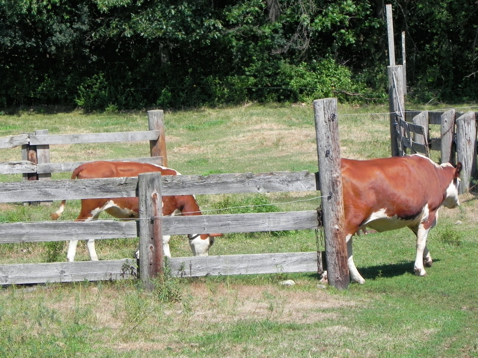 Life and the pursuit of happiness.: Whittier Homestead