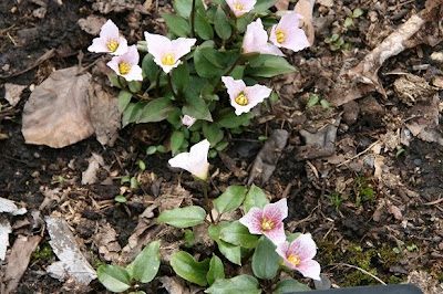 Moonstone Gardens: Who's That?