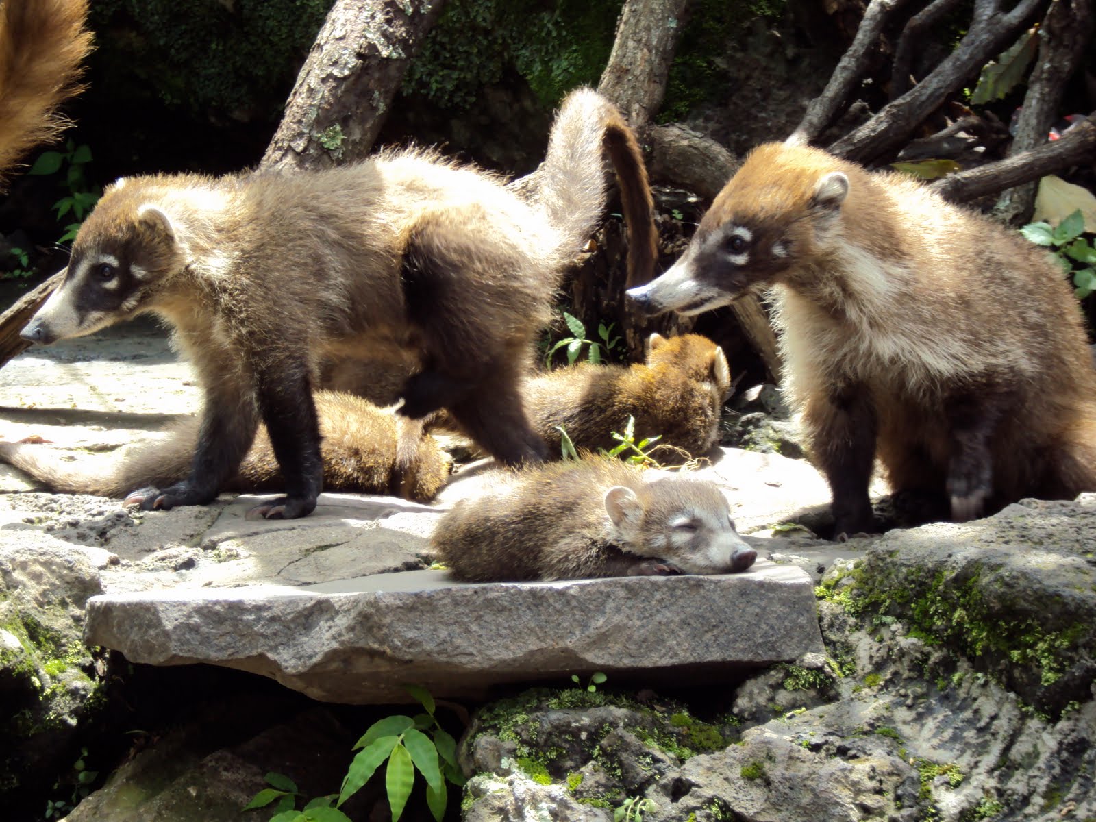 Motley Musings: The Mexpansion Pack: August 2010