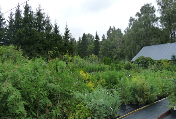 Arboarkticum: Trädgårdstur till Tallinn