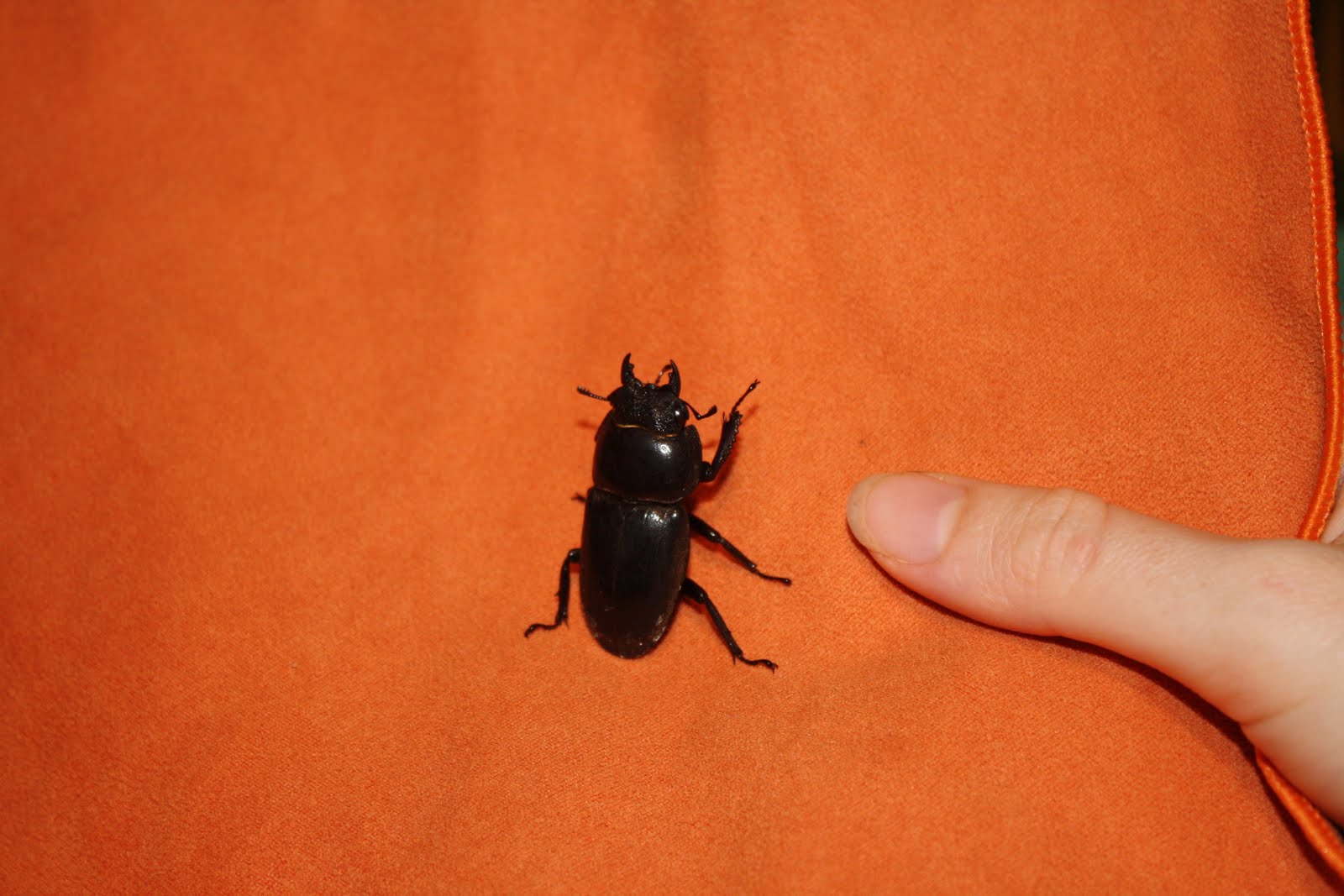 The Yellow Brick Road: Korea has massive insects