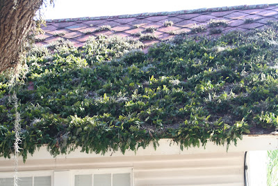 Seeds For Green Roofs: Polypodium polypodioides on Old City Metal Roof