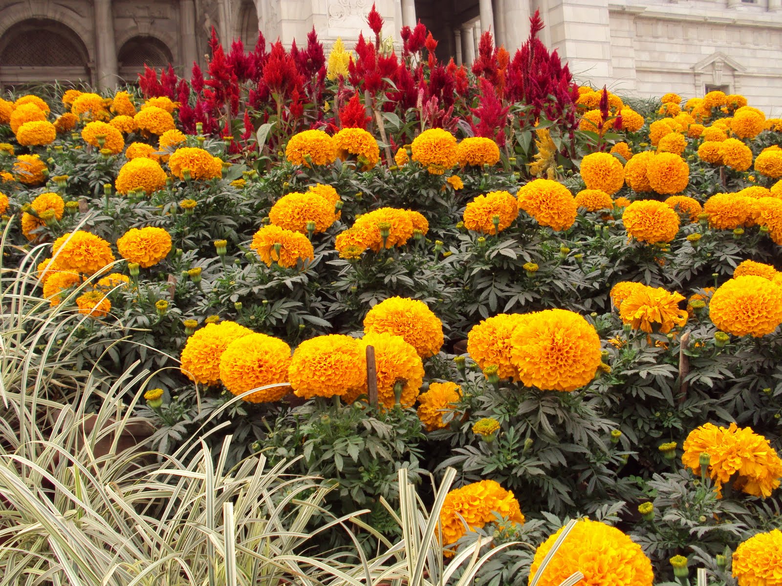 Marigold flower or genda phool | Graphic Design Hub
