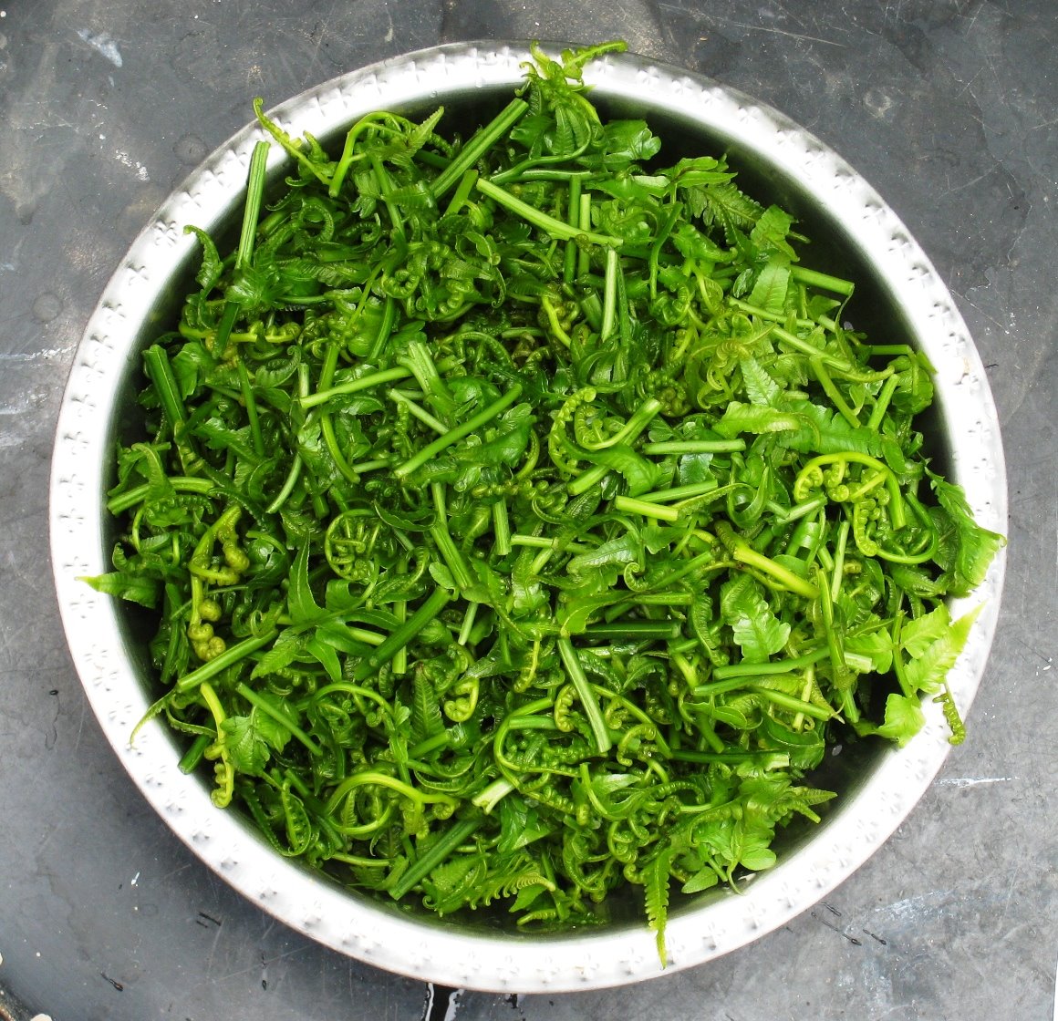 Photography Today: Friday's fern for food