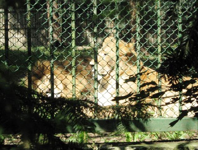 IT Travel Stories: Gradina ZOO