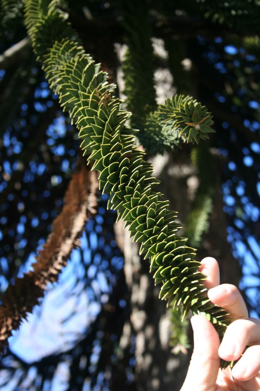 Keeping a Quiet Heart...: Queenstown Gardens & Dunedin