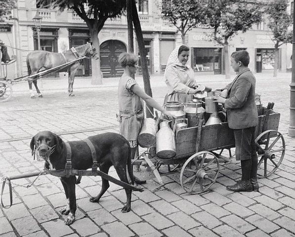 Vintage Photos of Dogs Pulling Carts | sweet juniper inspiration