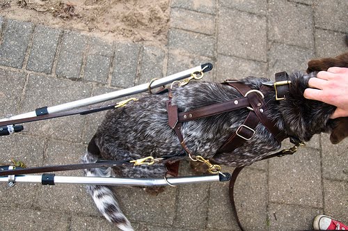 How to build your own easy, dirt-cheap two-wheel dog cart | Sweet ...
