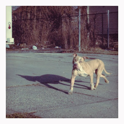 Wild dogs whom I have known, Vol. Two | sweet juniper!