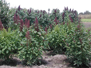 El Amaranto: Botánica y Descripción del Amaranto