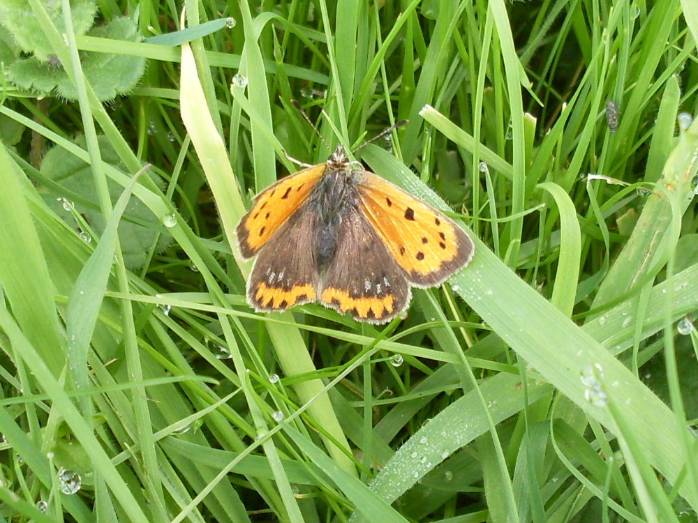 Pork Pie News: Canapés on Swardeston Common