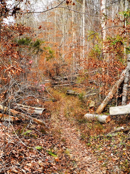 Appalachia & Beyond: Indian Rock - Big Ridge State Park 11/21/2010
