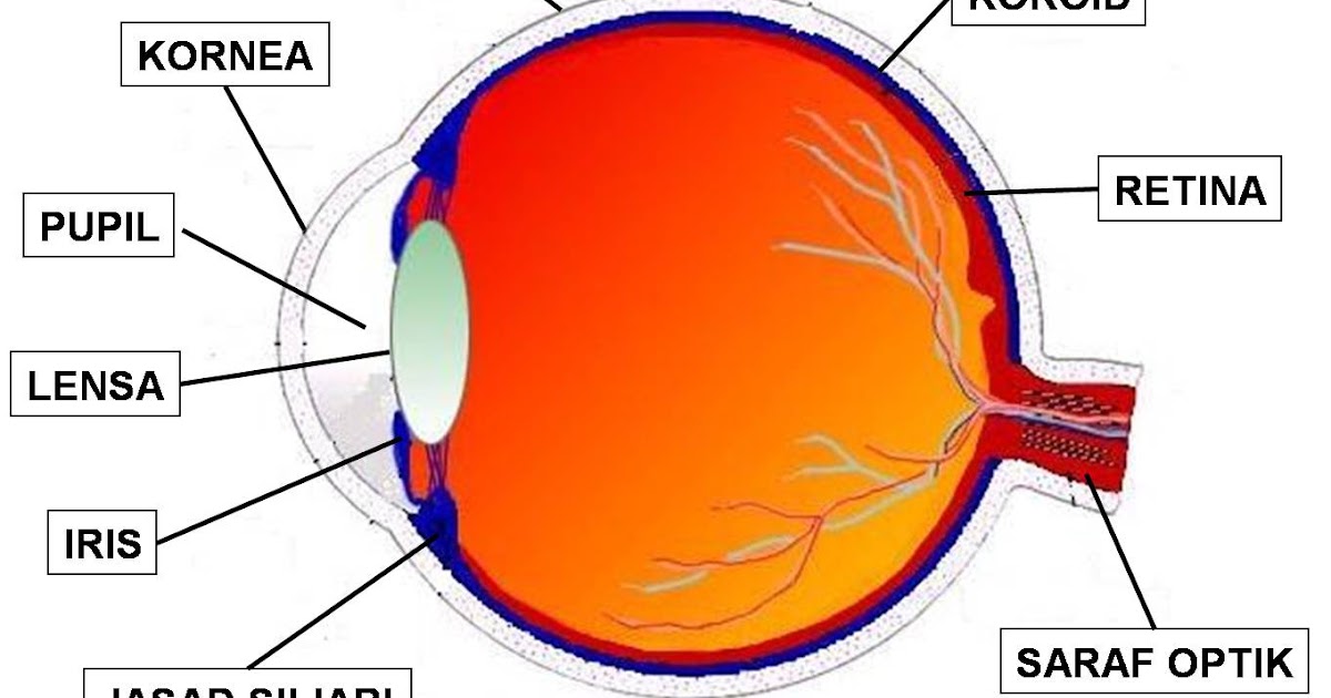JOM KONGSI INFORMASI: ANATOMI MATA