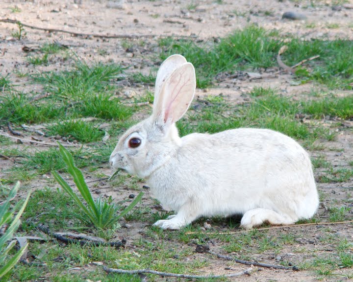 Liberty Wildlife Blog: 3/28/10 - 4/4/10