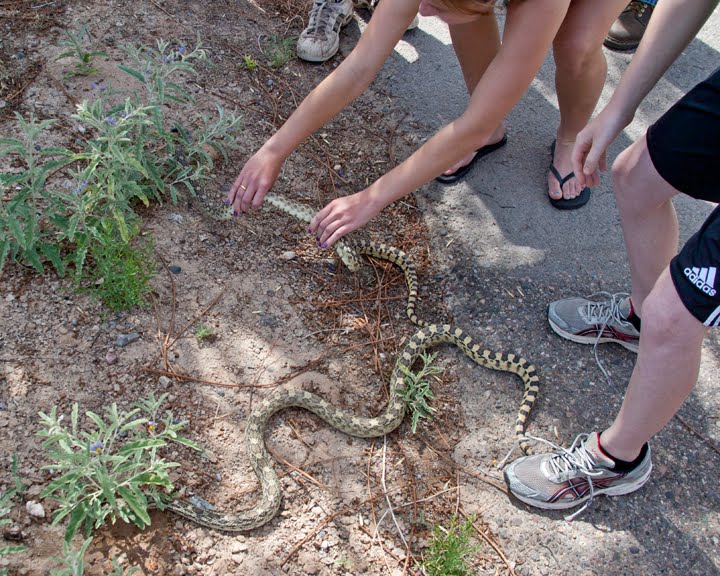 Liberty Wildlife Blog: This Week at Liberty 06/07/2010