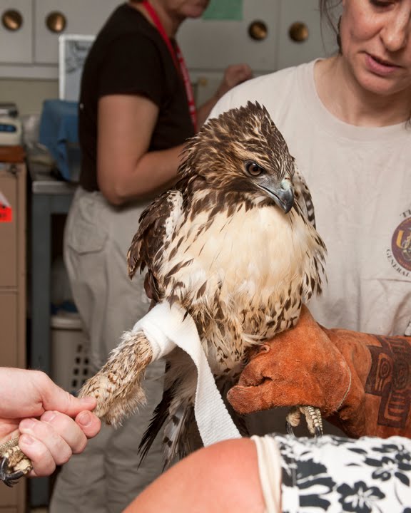 Liberty Wildlife Blog: This Week at Liberty 10/04/2010