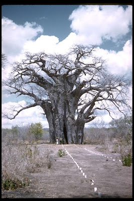 Pensar e Falar Angola: Imbondeiro