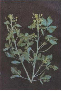 Pensar e Falar Angola: FLORA ANGOLANA