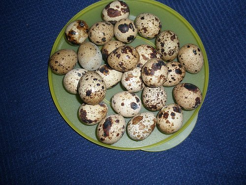 ISCP Oua de Prepelita