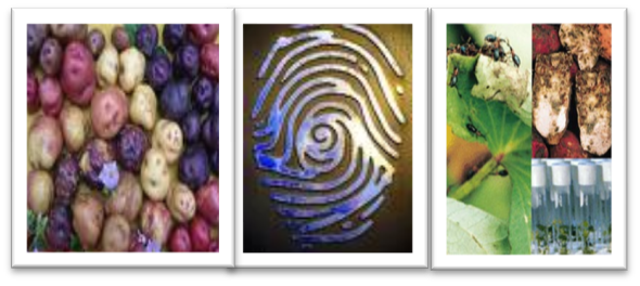 MEJORAMIENTO GENETICO DE LA PAPA: MUTACIONES GENICAS EN PLANTA DE PAPA.