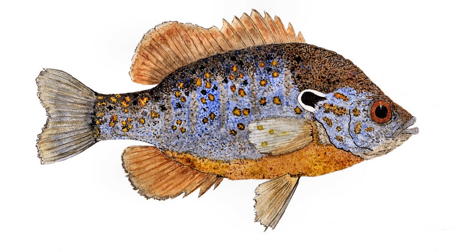 Daily Painters of Pennsylvania: 'Study of an Orange-Spotted Sunfish'