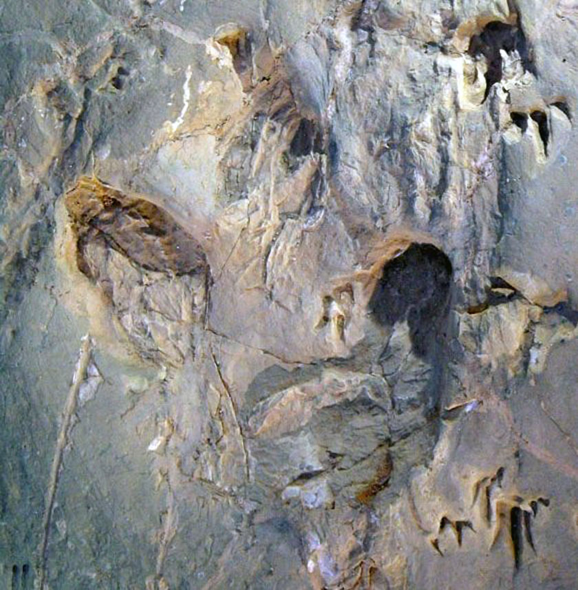 The Great Cretaceous Walk: Who Made the Three-Toed Dinosaur Track?