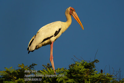 ALL-WILD...: Milky Stork at Chinese and Japanese Gardens, Singapore.