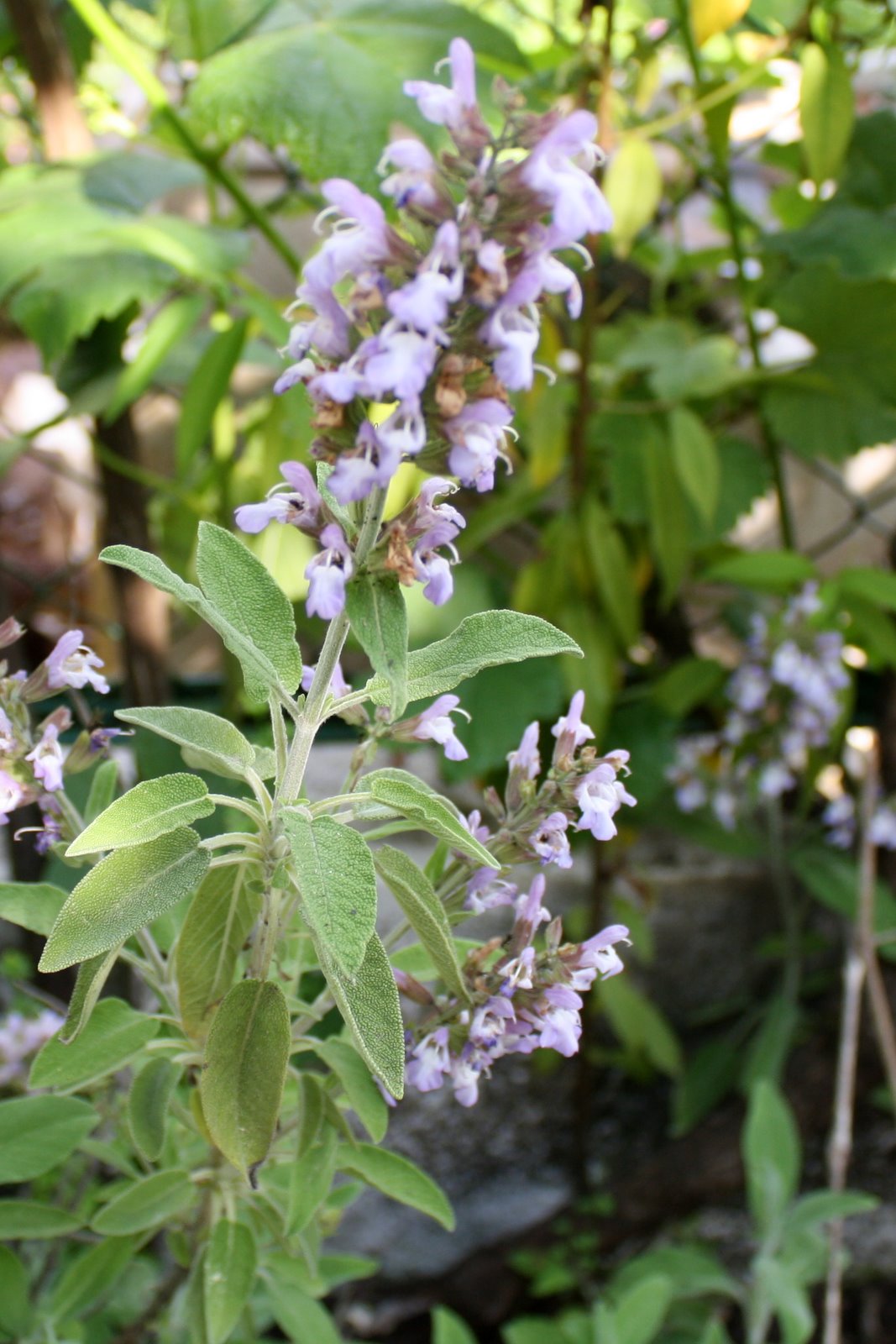 Cantinho da engorda: Sálvia e Erva Cidreira