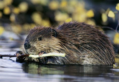 Urban Science Adventures! ©: Happy International Beaver Day