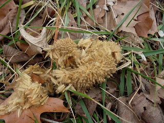 Urban Science Adventures! ©: Happy Arbor Day! Sycamores of St. Louis