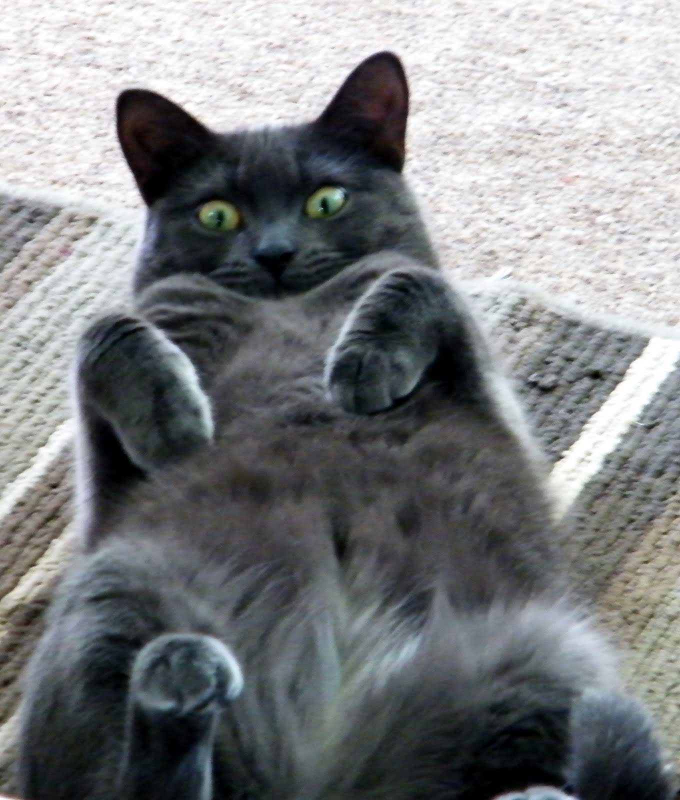 hereabouts: Spooky Cat., Loopy Cat