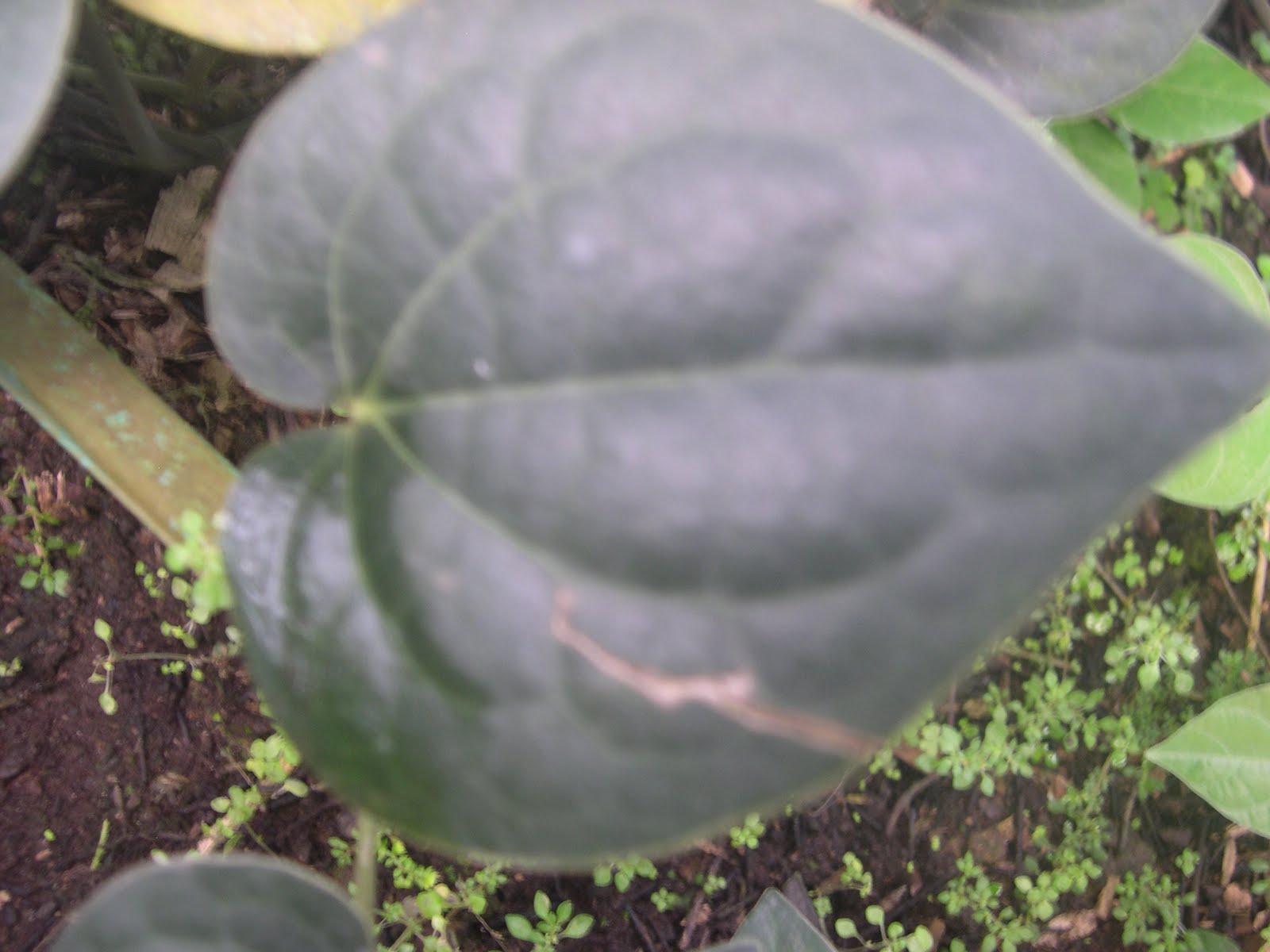 Checkly: sirih hitam