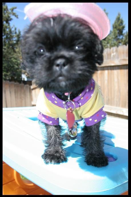 Pugapoo Puppies: Momma, MIMI