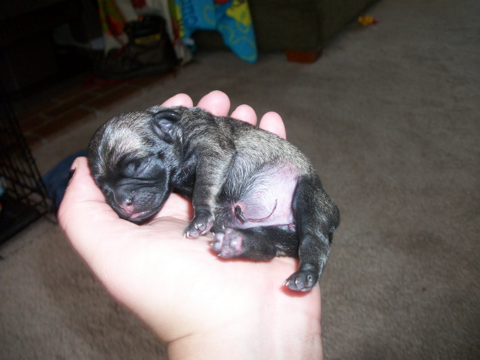 Pugapoo Puppies: The Birth