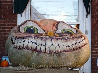 Big HUGE Amazing Pumpkins at the Pumpkin festival in Damariscotta Maine ...