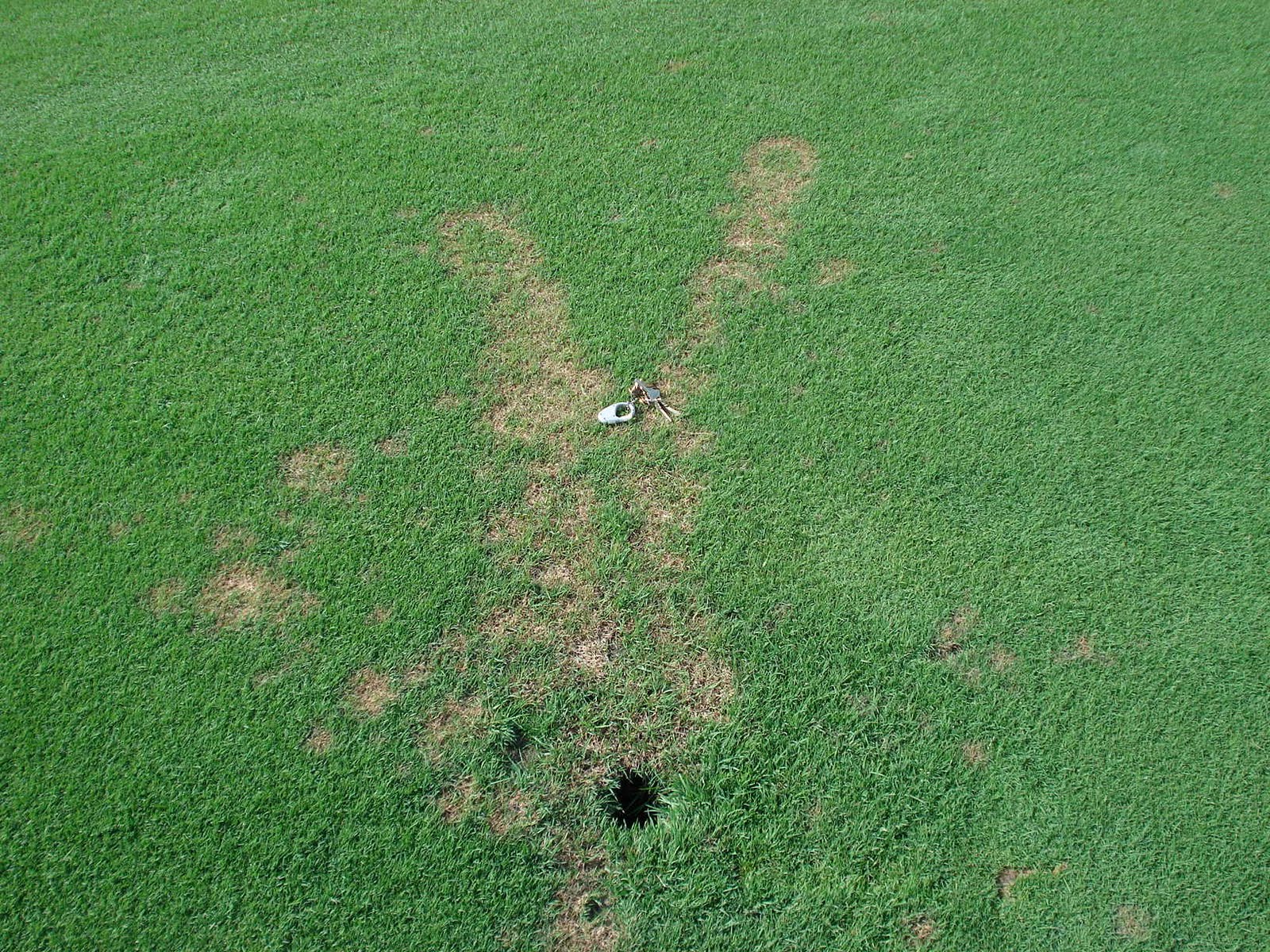 Turfgrass disease updates for golf courses: Not All Pythium Diseases ...