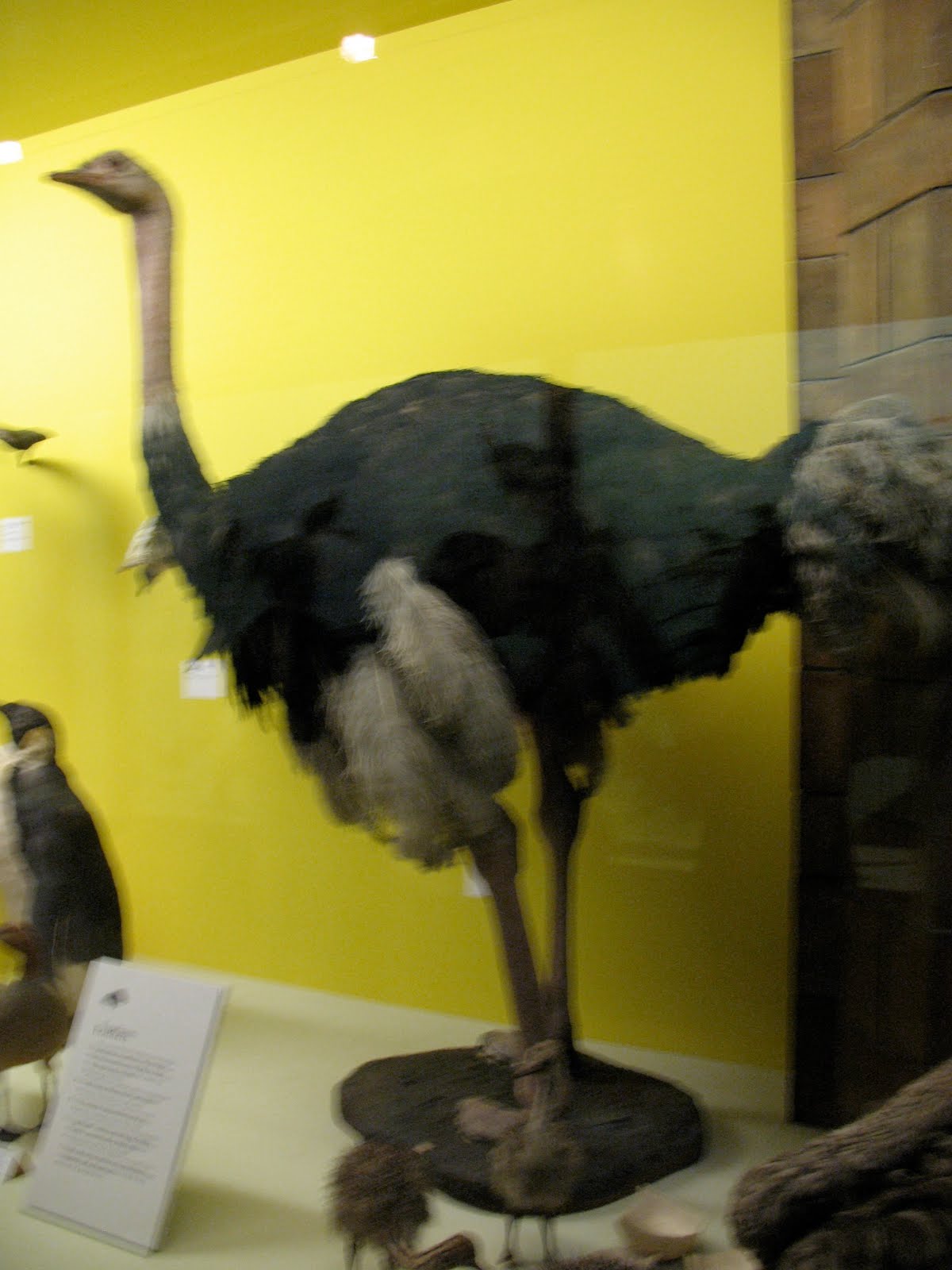 Transplanted from the Midwest: Natural History Museum, Part 2