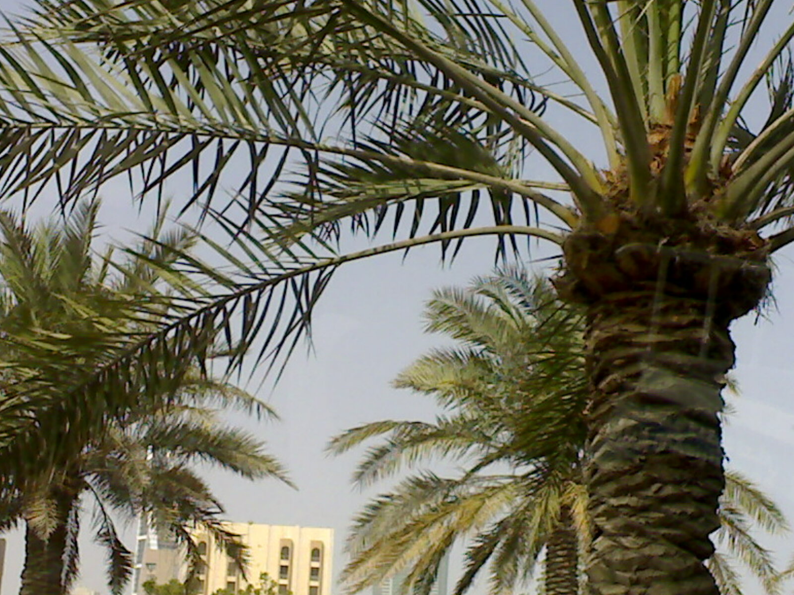 Sanabis (Bahrain) Daily Photo: Date Palm Tree