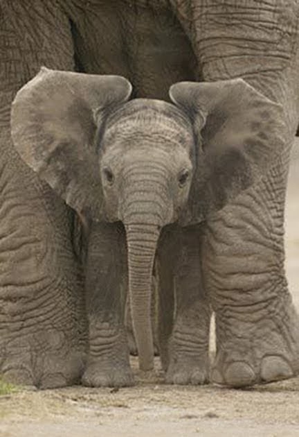 HOW DO ELEPHANTS COMMUNICATE AND TALK TO EACH OTHER? |The Garden of Eaden