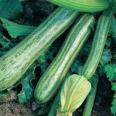 HOW TO SOW AND GROW ZUCCHINI FROM SEED INDOORS |The Garden of Eaden