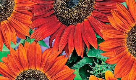 HOW TO GROW SUNFLOWER ‘VELVET QUEEN' |The Garden of Eaden