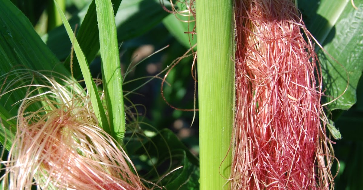 HOW CAN YOU TELL WHEN SWEET CORN IS READY TO HARVEST? |The Garden of Eaden