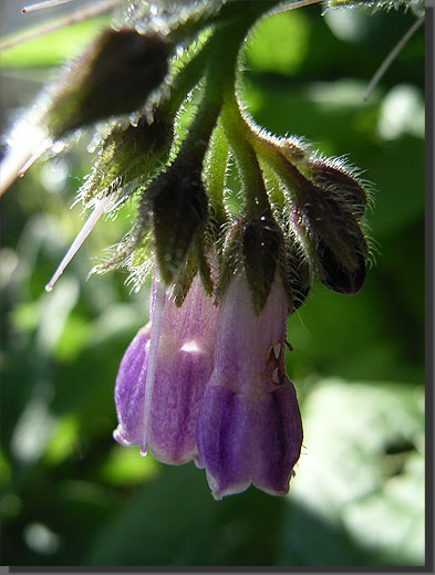 HOW TO GROW COMFREY |The Garden of Eaden