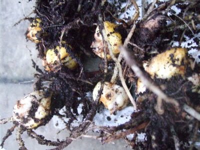 HOW TO OVERWINTER LILY BULBS |The Garden of Eaden