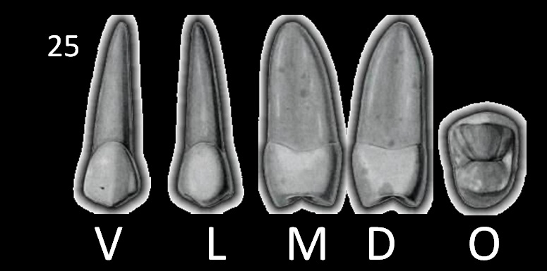 Luiz é show: Resumo Prática de Anatomia Dental