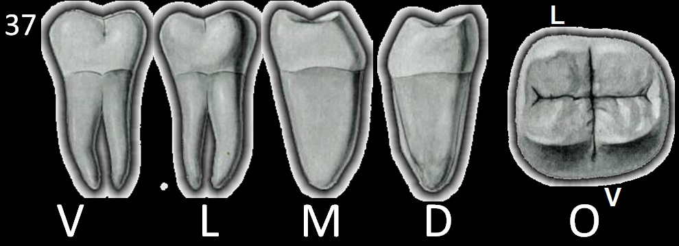 Luiz é show: Resumo Prática de Anatomia Dental